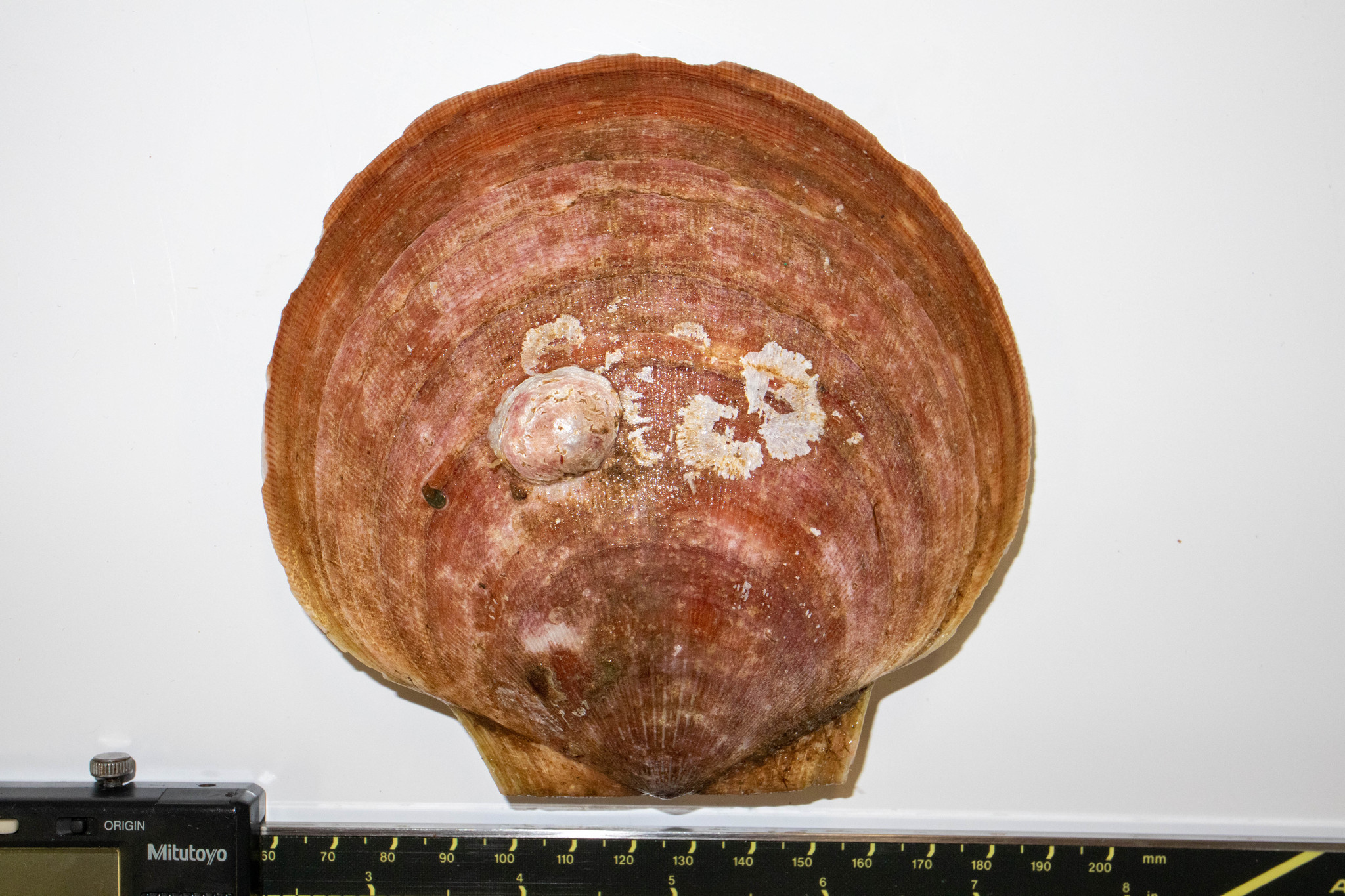 Heteranomia squamula (Linnaeus, 1758)