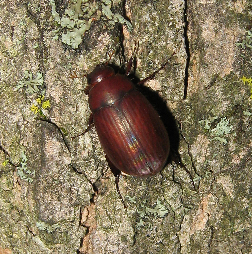 Asiatic Garden Beetle from Hamden, CT, USA on August 31, 2021 at 08:00 ...
