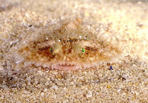 Indian Seabat (Halieutaea indica) · iNaturalist United Kingdom