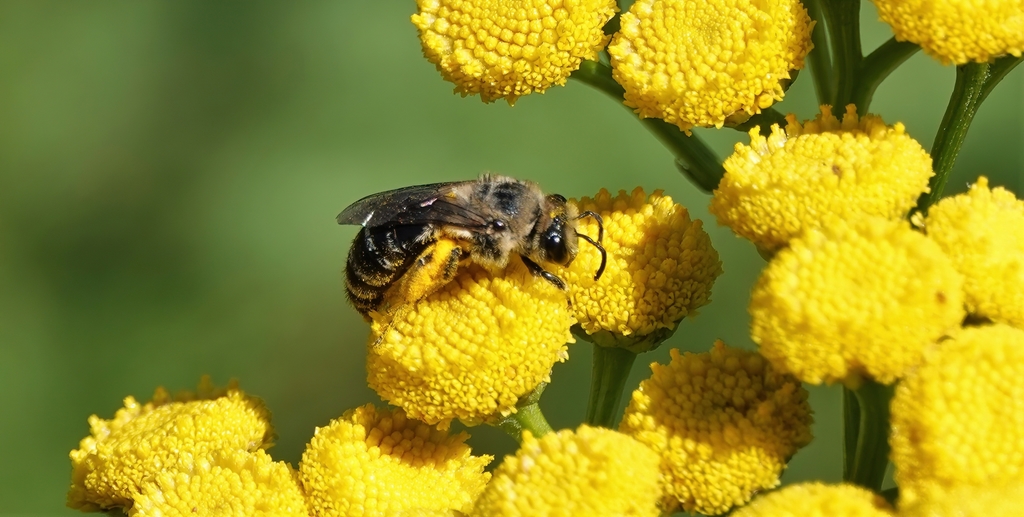 Bees from Nanaimo, BC, Canada on September 01, 2021 at 12:54 PM by ...