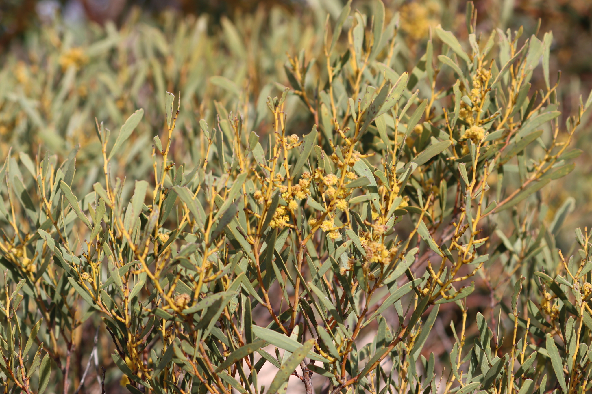Acacia hakeoides A.Cunn. ex Benth.