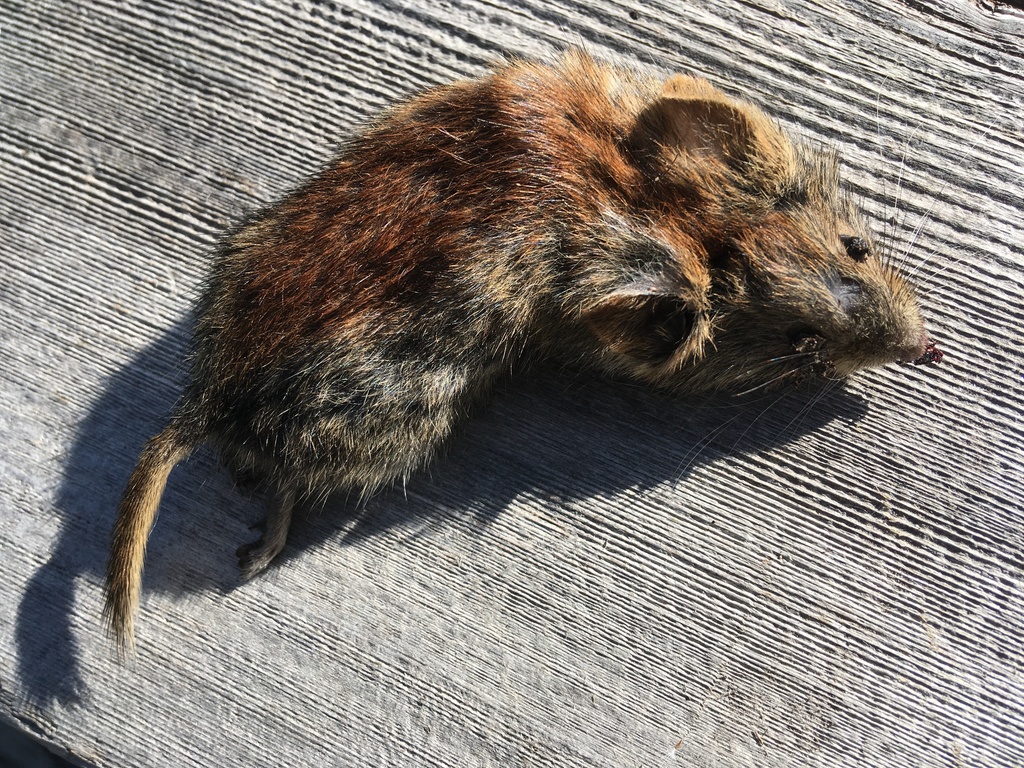 Northern Red-backed Vole from Whitehorse, YT, Canada on September 2 ...