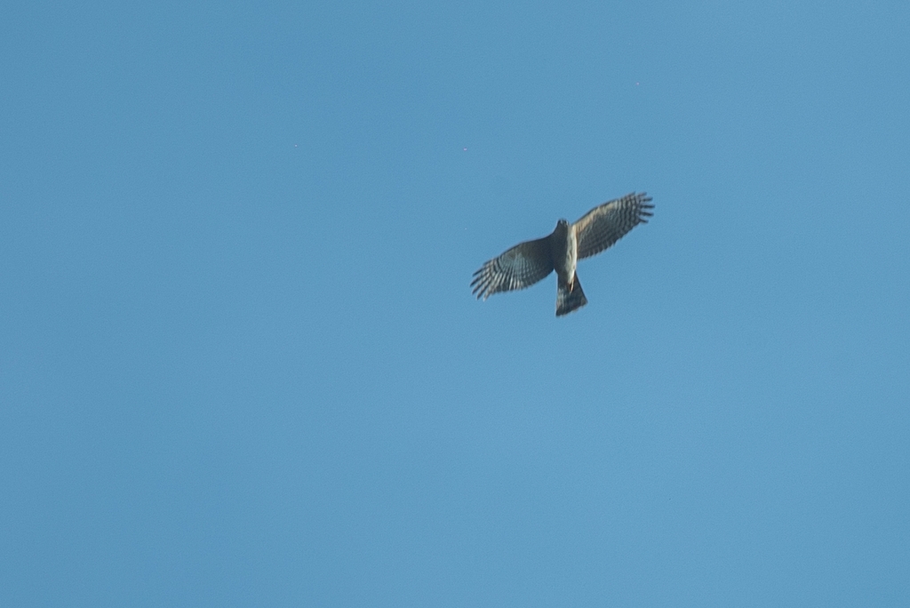 Sharp-shinned Hawk from Parque Linear Nove de Julho, São Paulo - SP ...
