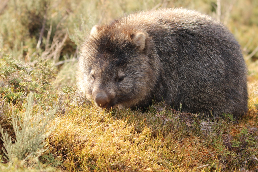 Tasmanian Wombat (Vombatus ursinus tasmaniensis) - Know Your Mammals