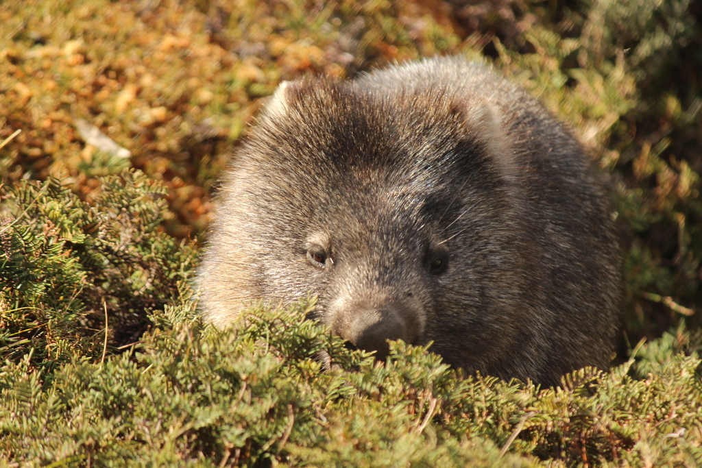Tasmanian Wombat (Vombatus ursinus tasmaniensis) - Know Your Mammals