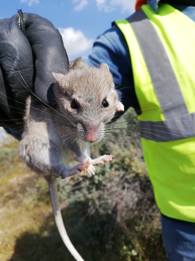 Rodents from Viesca, Coah., México on November 9, 2018 at 03:10 PM by ...