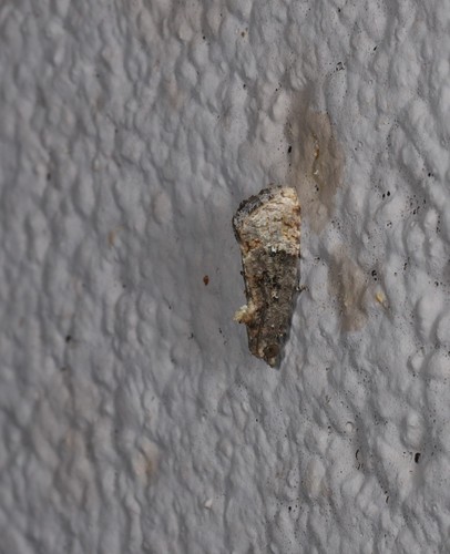 Thaumatotibia maculata · iNaturalist
