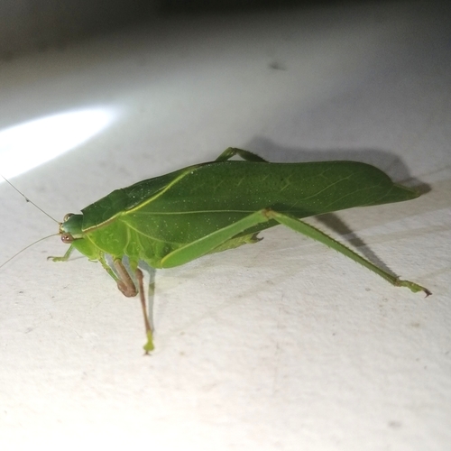 Steirodon bilobatum · iNaturalist