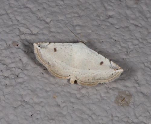 Autoba dispar · iNaturalist