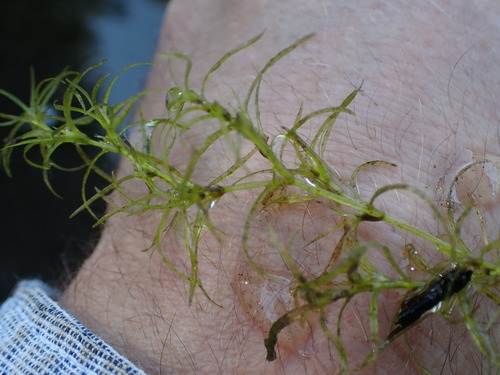 slender water-nymph (ADIRONDACK RESEARCH GUIDEBOOK) · iNaturalist