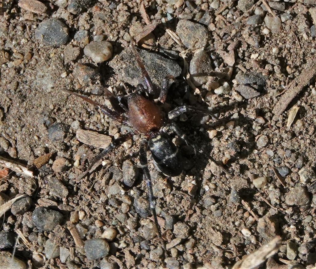 Long-palped Ant-mimic Sac Spider from Nanaimo, BC, Canada on September ...