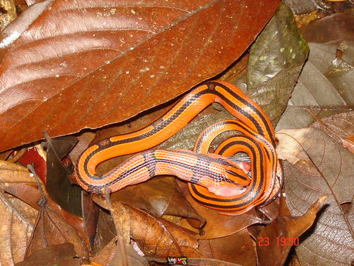 Thai Bamboo Rat Snake (Oreocryptophis porphyraceus coxi) - Snakes and ...