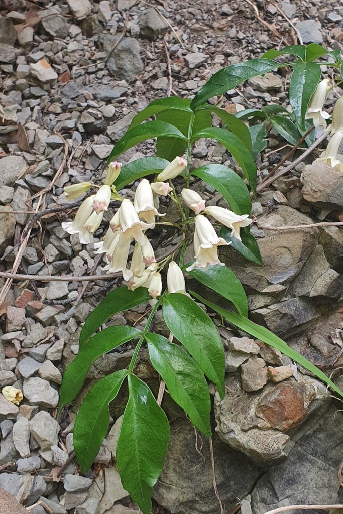 wonga vine (Logan RE 12.8.9 Flora) · iNaturalist