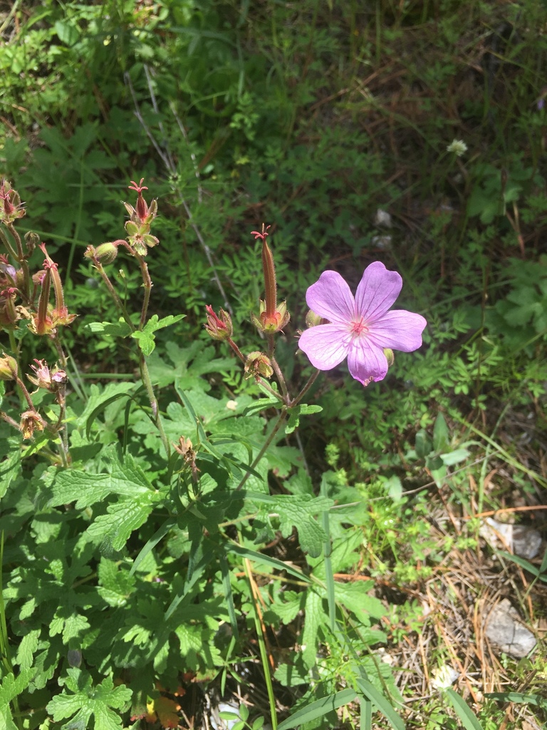 Geranium mexicanum from Balleza, Chihuahua, Mexico on September 2, 2021 ...