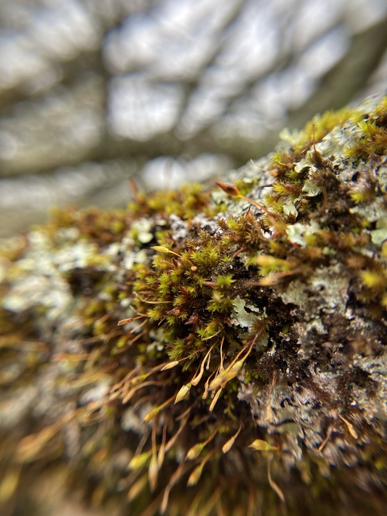 (Macrocoma tenuis) - Botanical Realm