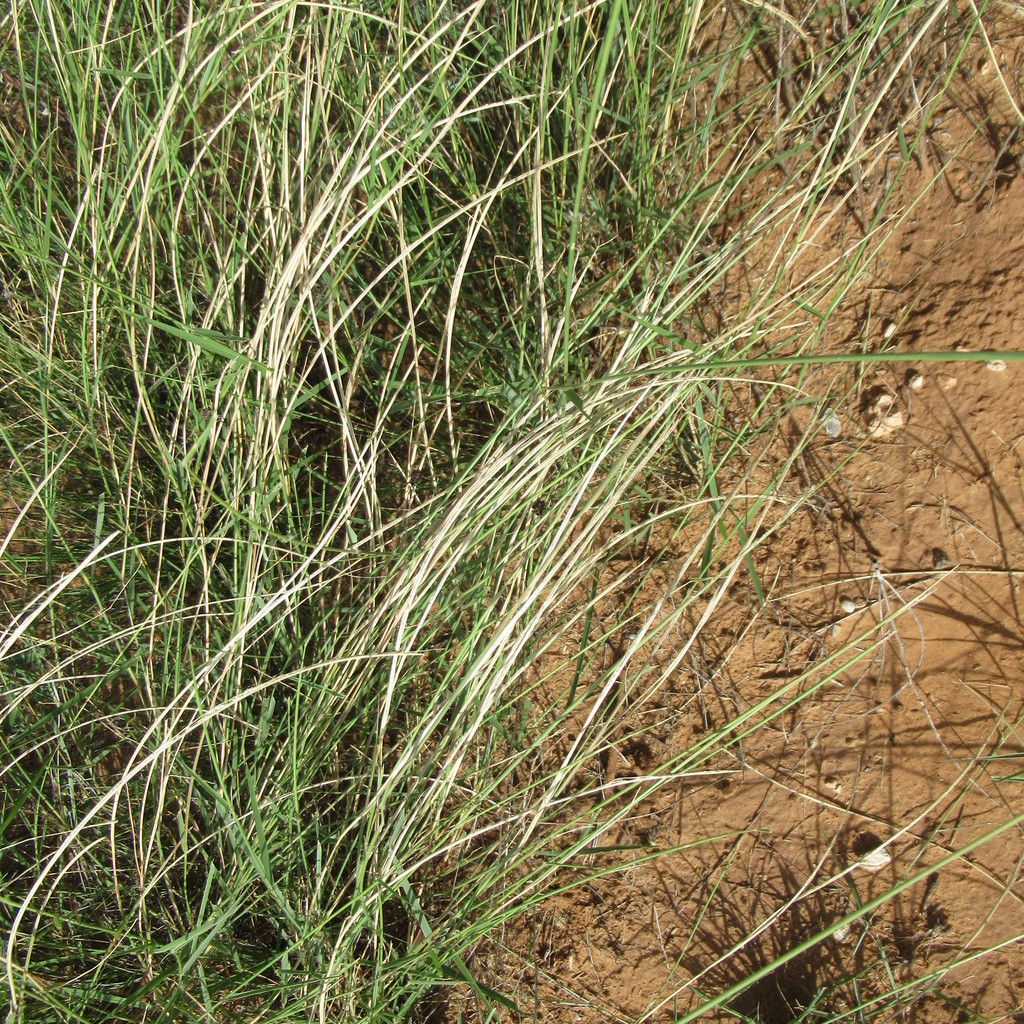 Sand Dropseed from Hwy 208, Mitchell County, TX, USA on August 22, 2021 ...