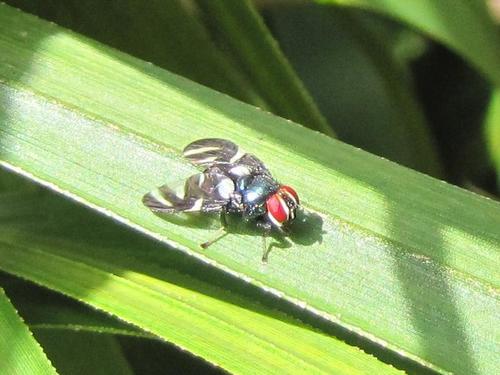 Genus Piara · iNaturalist