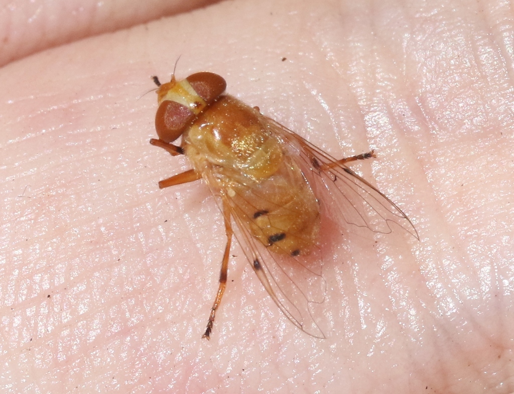 Six-spotted Bromeliad Fly from Anaheim Hills, Anaheim, CA, USA on ...