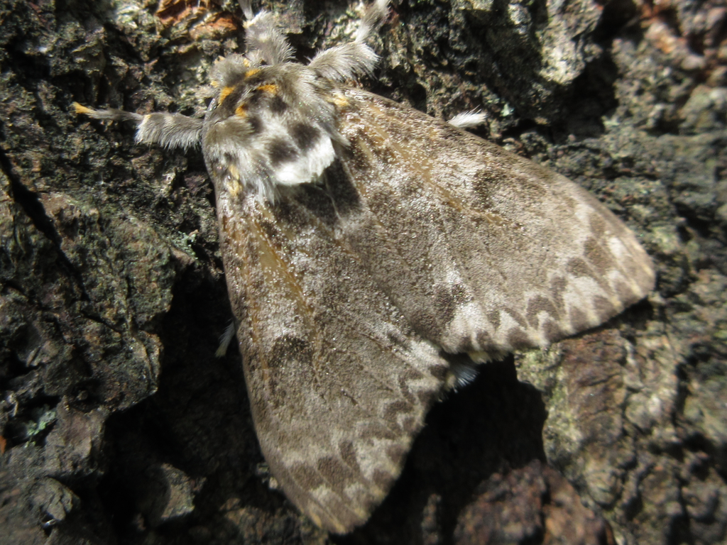 Pink Lymantria Moth from 운주산 on September 3, 2021 by onidiras ...