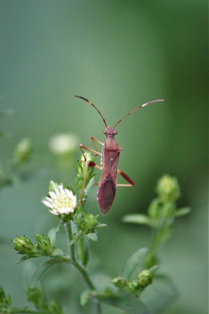 Lupine Bug from Rochester, MN, USA on August 28, 2021 at 05:04 PM by ...