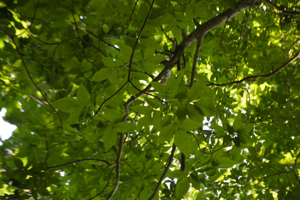 Japanese Ash from Kuril'skiy rayon, RU-SL, RU on August 21, 2021 at 06: ...