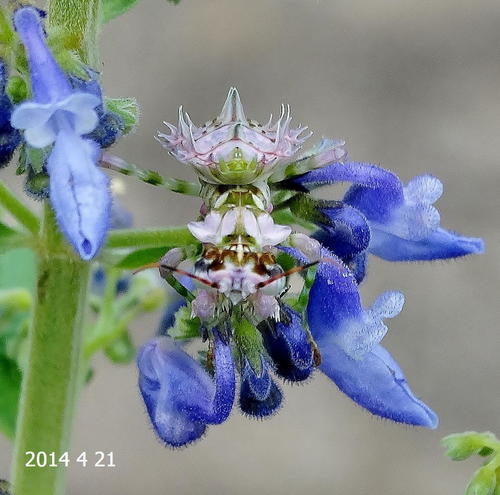 Pycnostachys urticifolia · iNaturalist