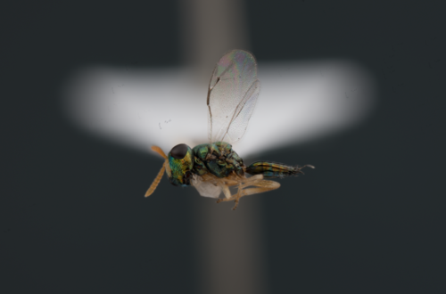 género Inkaka · iNaturalist Ecuador