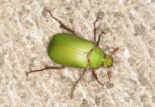 Xylonichus piliger · iNaturalist