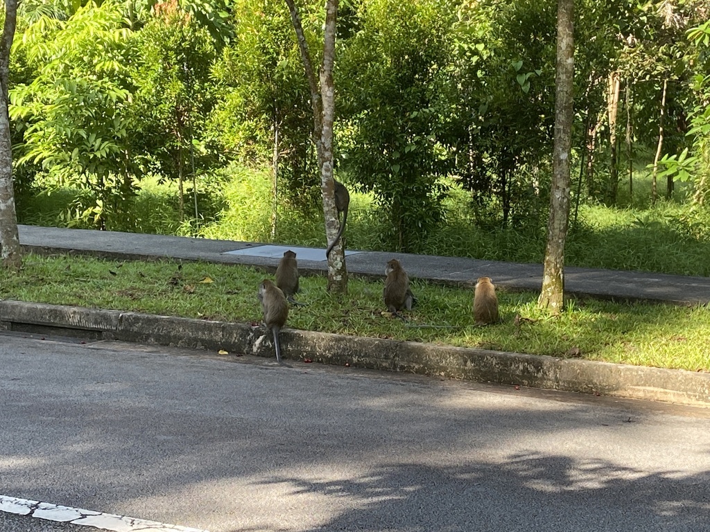 Long-tailed Macaque from Bukit Drive, Bukit Timah, Singapore, SG on ...