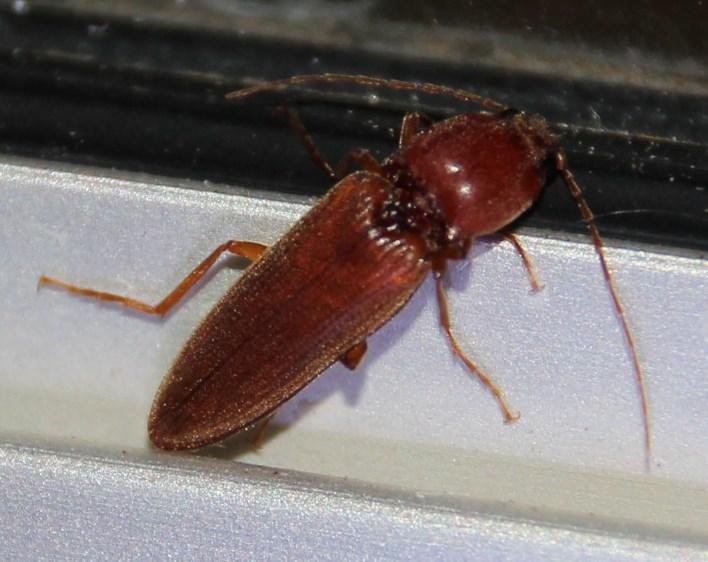 Cardiotarsus from Langrietvlei on March 22, 2014 by Tony Rebelo ...