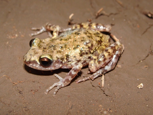Rana chirrionera orejona (Eleutherodactylus verrucipes)