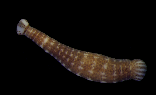 Subfamily Piscicolinae · iNaturalist