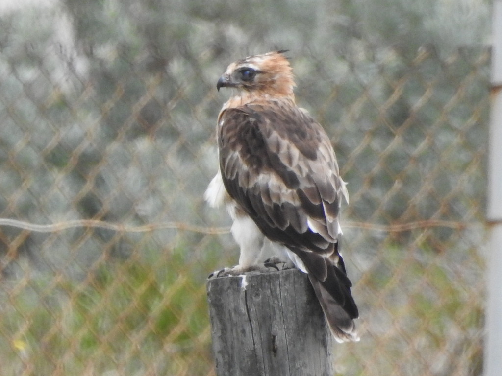 Little Eagle (Hieraaetus morphnoides) - Avian Discovery