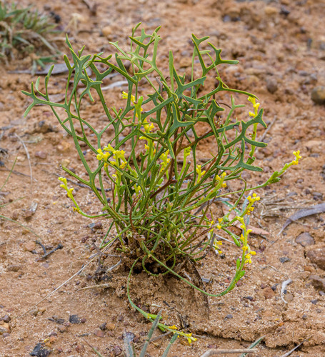 Synaphea oligantha · iNaturalist