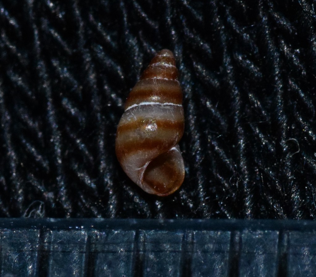 Cingula trifasciata from Central Macedonia, Macedonia and Thrace, GR on August 31, 2021 at 06:24 ...