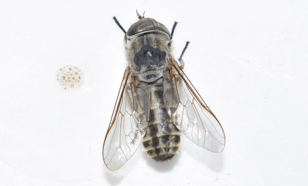 Tabanus regularis from Περιφέρεια Βορείου Αιγαίου, Ελλάδα on July 29 ...