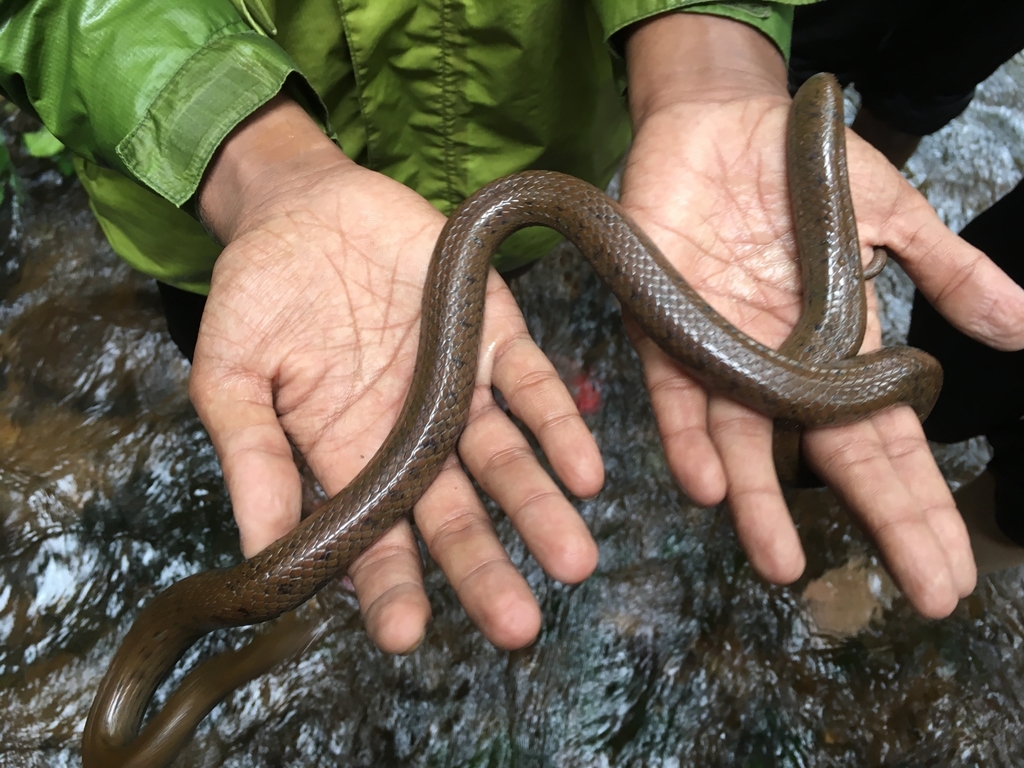 Olive Trapezoid Snake (Rhabdops olivaceus) - Snakes and Lizards
