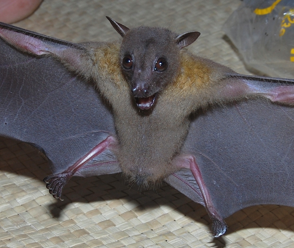 Minute Fruit Bat (Cynopterus minutus) - Know Your Mammals