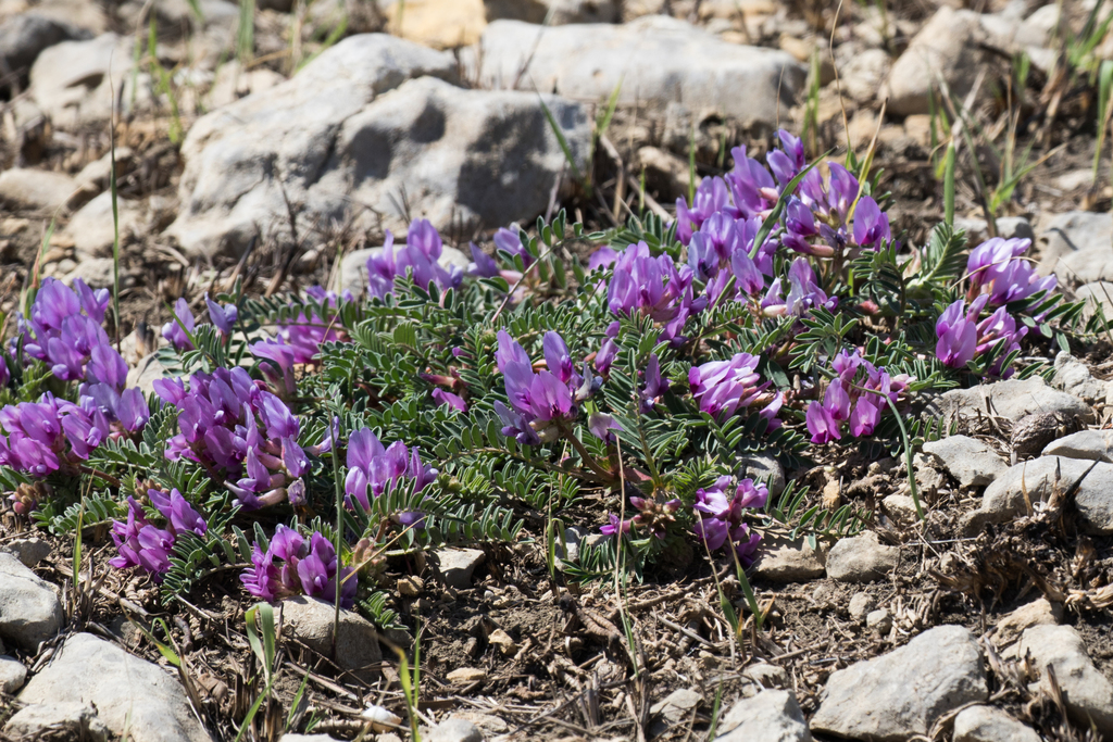 Ground-plum (Astragalus crassicarpus) - Botanical Realm