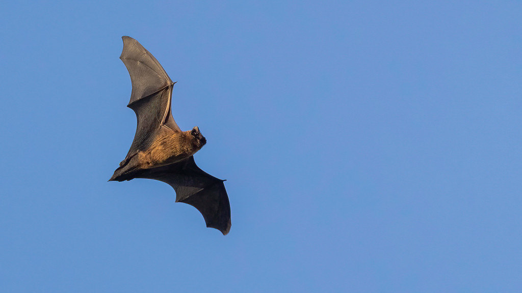 Azores Noctule from Ponta Delgada, Portugal on June 18, 2021 at 12:07 ...