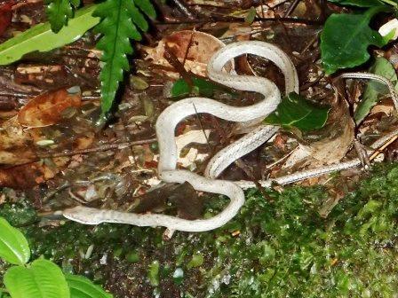 Seychelles Wolf Snake (Lycognathophis seychellensis) - Snakes and Lizards