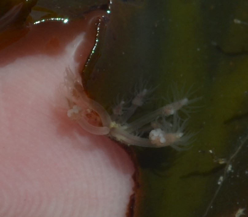 Clava multicornis (Forsskål, 1775)