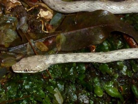Seychelles Wolf Snake (Lycognathophis seychellensis) - Snakes and Lizards