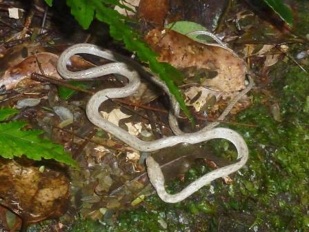 Seychelles Wolf Snake (Lycognathophis seychellensis) - Snakes and Lizards