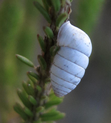 Cape Cask Snail (Fauxulus capensis) · iNaturalist