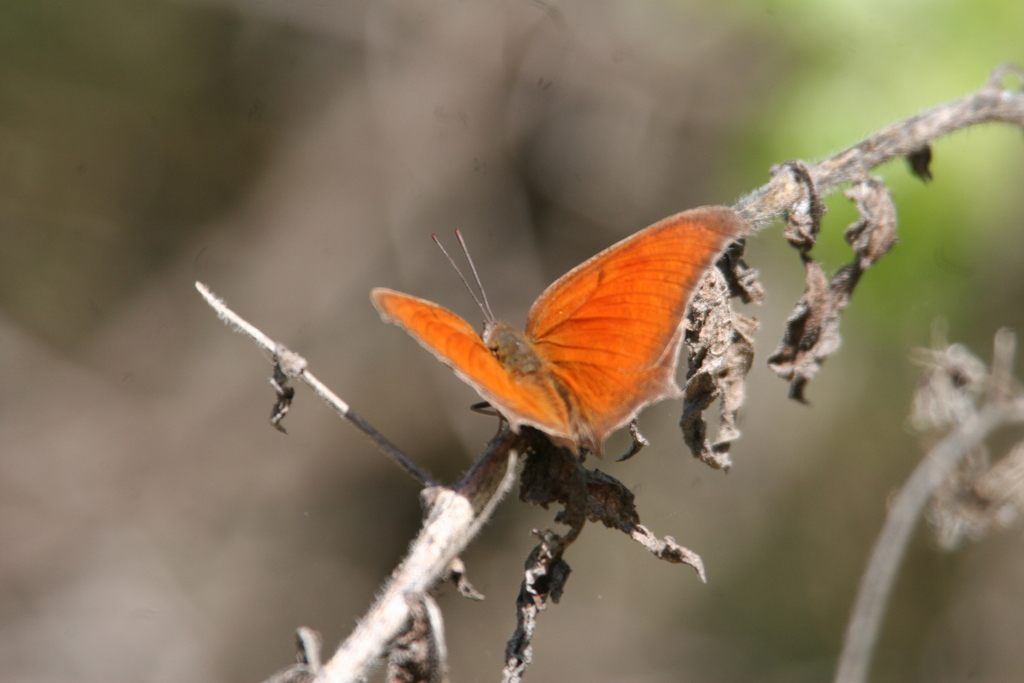 Goatweed Leafwing (Wildlife and Wildflowers of Texas - Moths) · iNaturalist