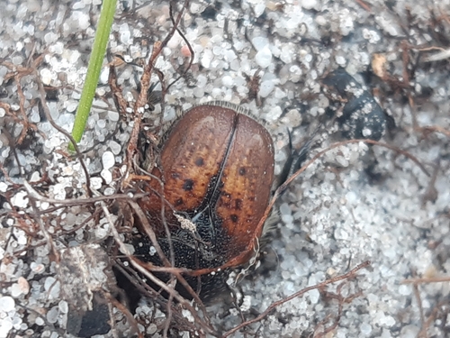 Anoplocheilus rusticus · iNaturalist