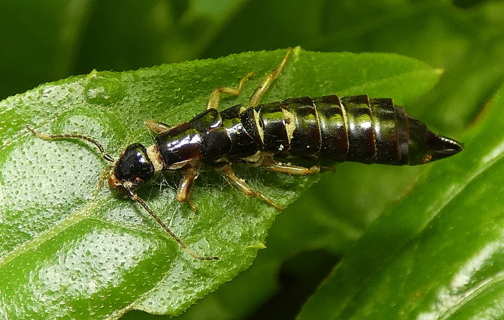 Ring-legged Earwig from Zona rural de Paudalho - Pernambuco on August ...