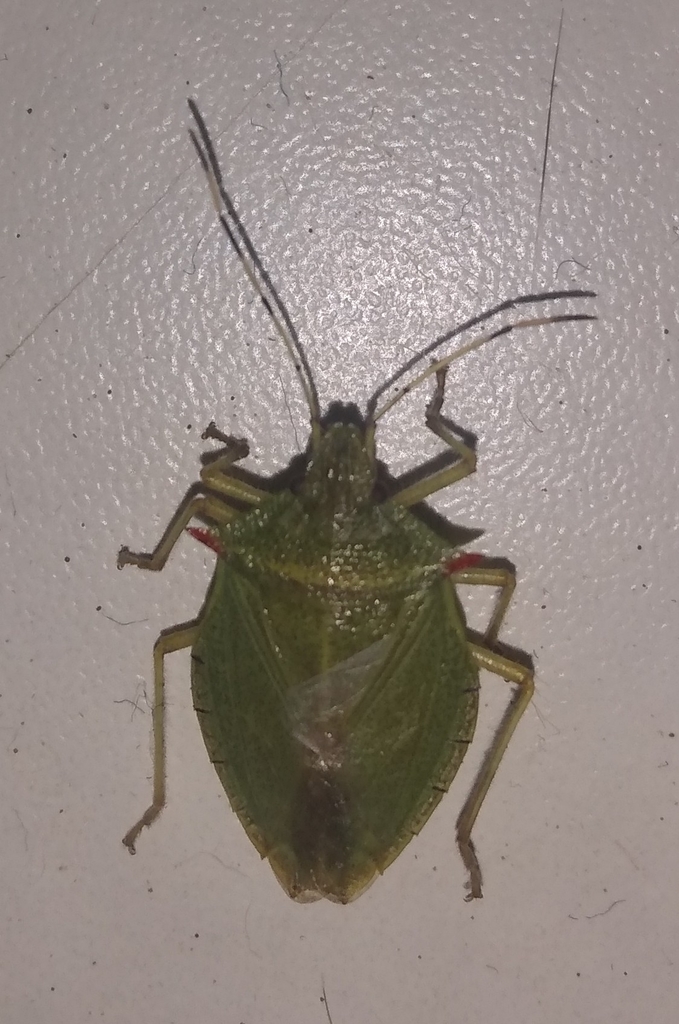 Chlorocoris from Vargem do Bom Jesus, Florianópolis - SC, Brasil on ...