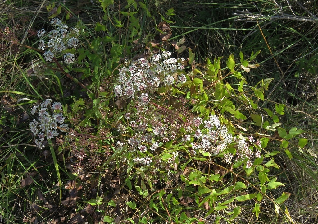 Broad-leaved Spignel (Peucedanum cervaria) - Botanical Realm